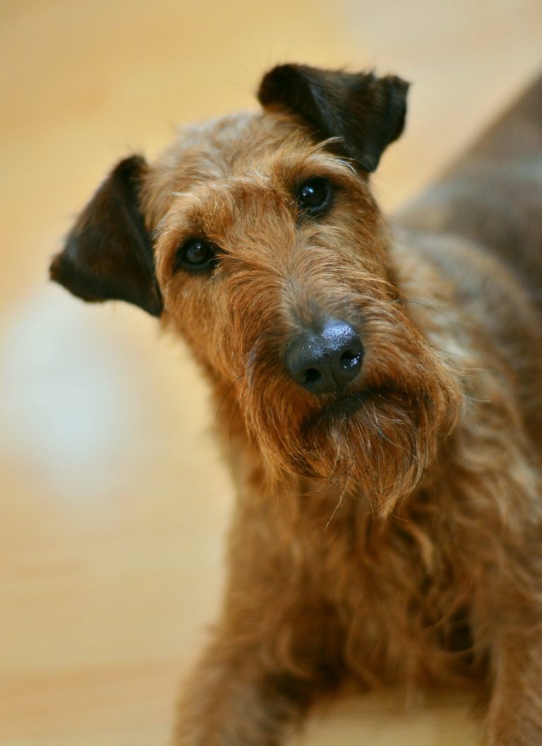Irish Terrier: All about this breed - DogsPlanet.com