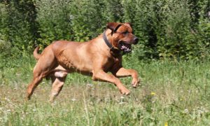 8 Japanese dog breeds to discover - DogsPlanet.com