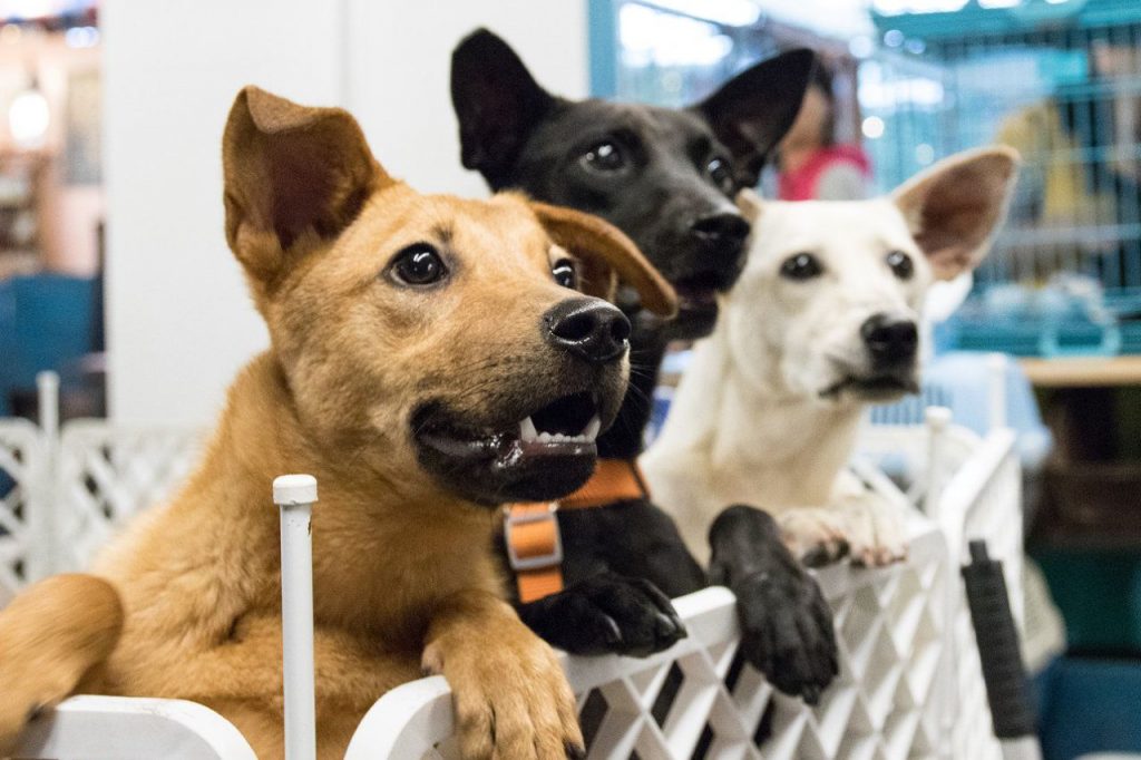 Adoptar un perro: nuestra guía detallada - DogsPlanet.com