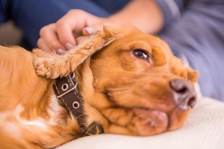 ¿Cómo saber si mi perro está asustado y cómo puedo tranquilizarlo ...