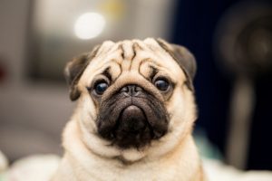 10 calm small dog breeds - DogsPlanet.com
