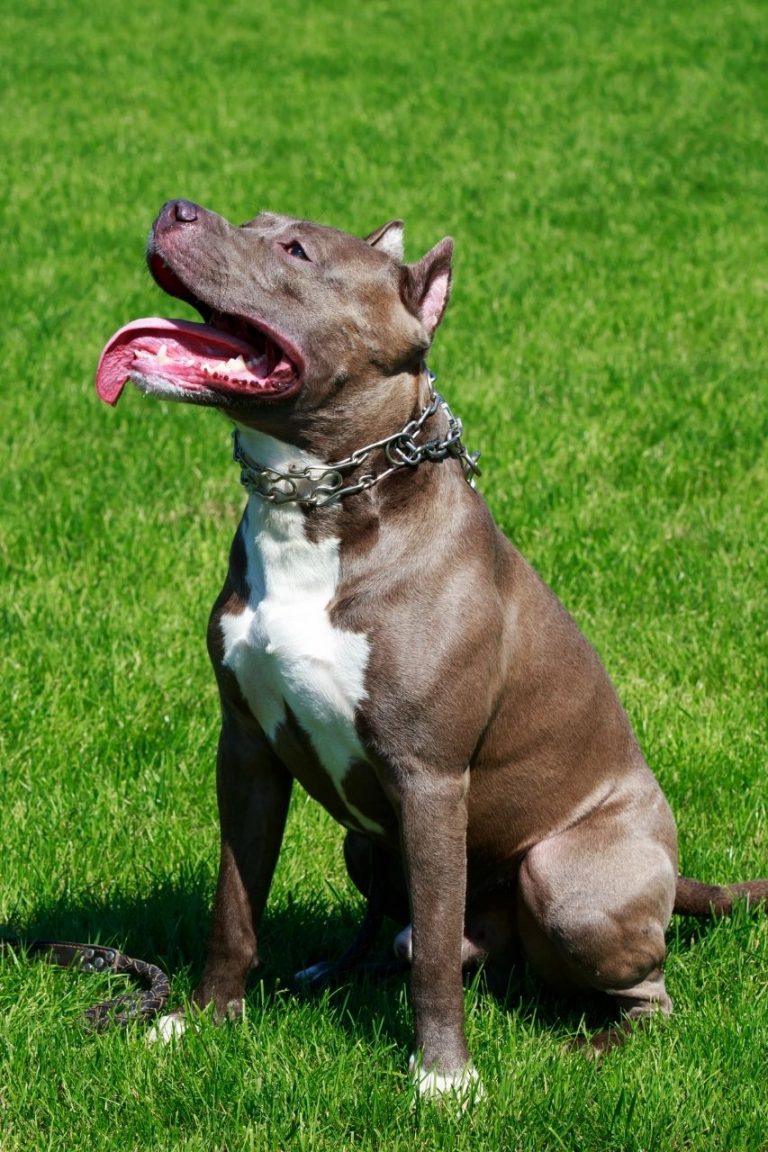 Pit Bull : Everything about this breed - DogsPlanet.com