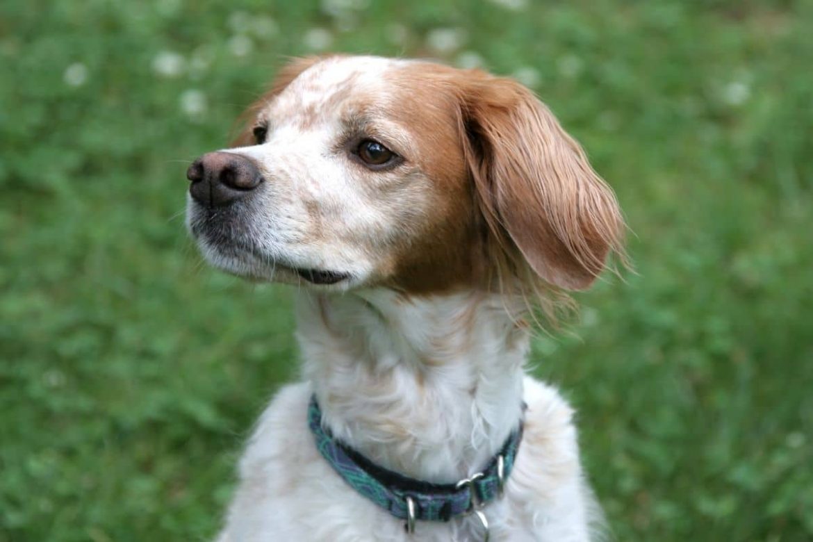 Chien truffier : quelles sont les races idéales ? - DogsPlanet.com