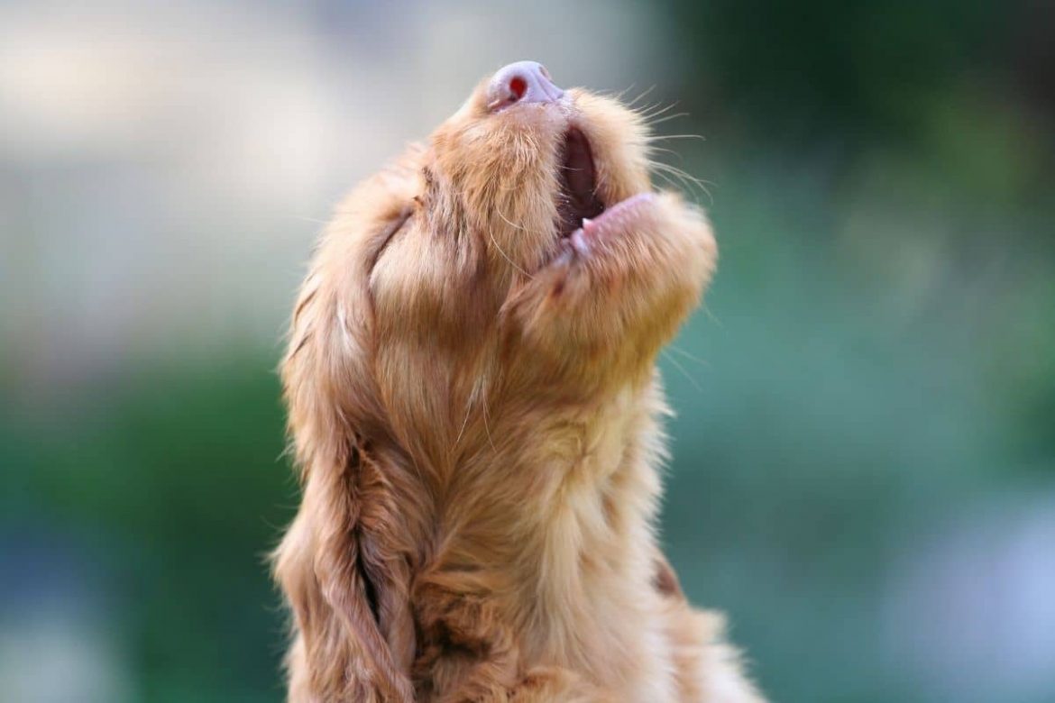 Mi cachorro llora: ¿por qué y qué hacer? - DogsPlanet.com