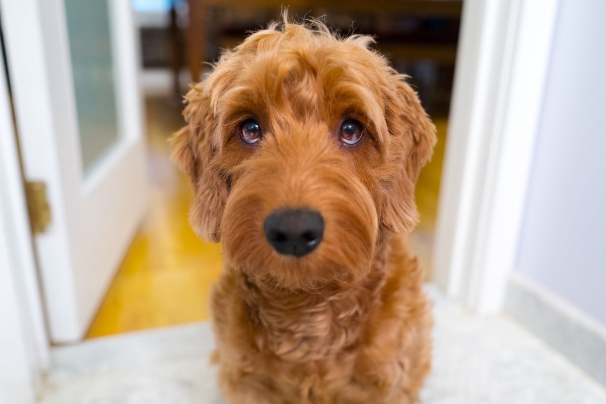 Goldendoodle: infos, prix, personnalité et photos - DogsPlanet.com