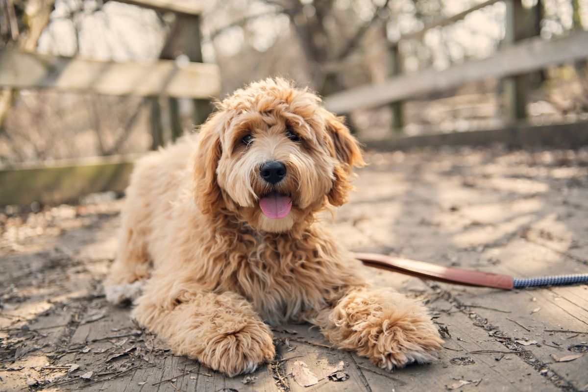 Goldendoodle: infos, prix, personnalité et photos - DogsPlanet.com