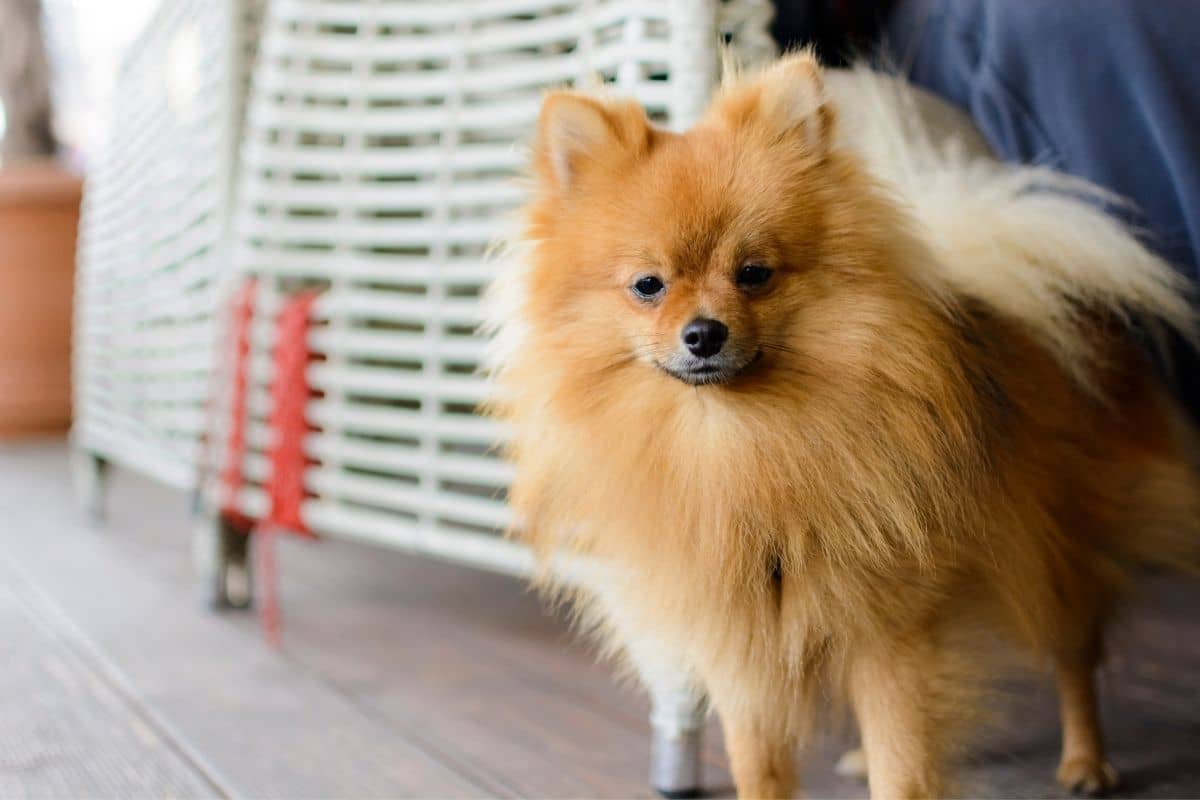 4 razas de perros tipo spitz - DogsPlanet.com