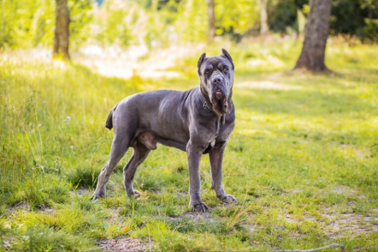 20 gray dog breeds (with pictures) - DogsPlanet.com