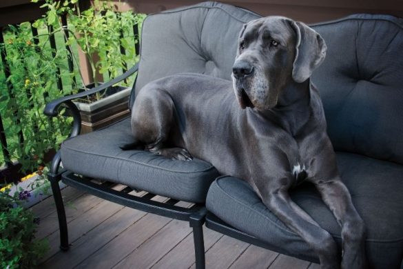 20 gray dog breeds (with pictures) - DogsPlanet.com