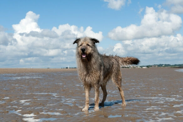 20 races de chiens gris (avec des photos) - DogsPlanet.com