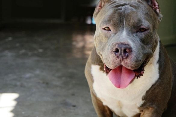 10 razas de perros grises (con fotos) - DogsPlanet.com