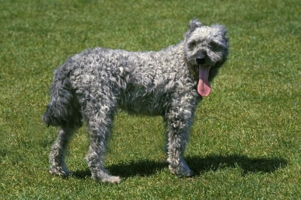 20 gray dog breeds (with pictures) - DogsPlanet.com
