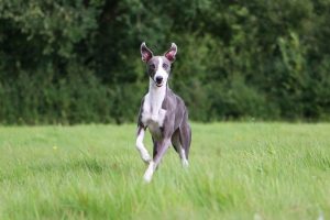 10 gray dog breeds (with pictures) - DogsPlanet.com