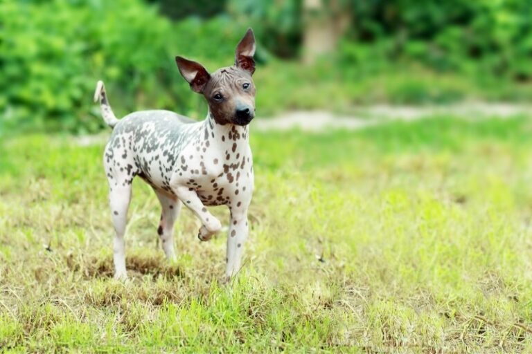 30 Spotted Dog Breeds (With Pictures!) - DogsPlanet.com