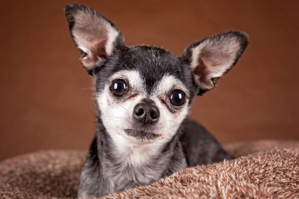 15 Dogs That Look Like Rats (With Pictures!) - DogsPlanet.com
