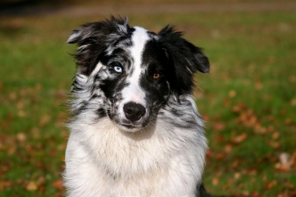 30 Spotted Dog Breeds (With Pictures!) - DogsPlanet.com