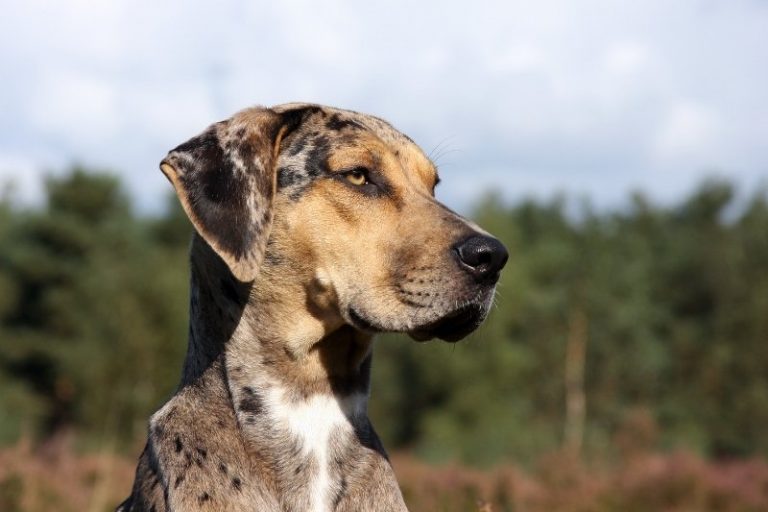 30 Spotted Dog Breeds (With Pictures!) - DogsPlanet.com