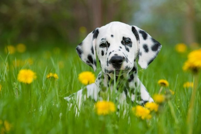 30 Spotted Dog Breeds (With Pictures!) - DogsPlanet.com