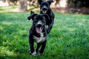 How do dogs play? How to tell if they are playing or fighting ...