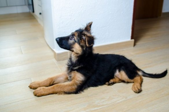 Raising a puppy: our complete guide - DogsPlanet.com