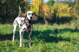 20 tricolored dog breeds (with pictures!) - DogsPlanet.com