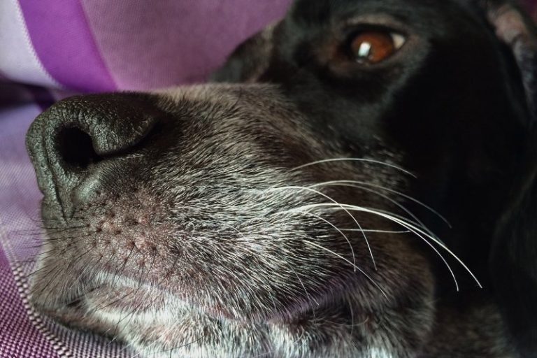 ¿Por qué los perros tienen bigotes? - DogsPlanet.com