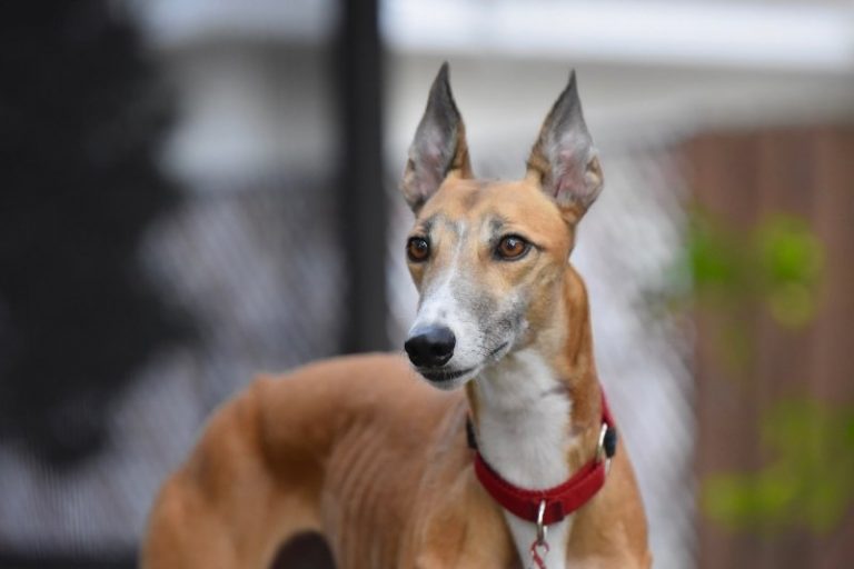 15 Dogs That Look Like Rats (With Pictures!) - DogsPlanet.com