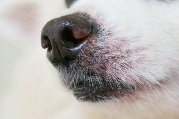 Pourquoi les chiens ont-ils des moustaches ? - DogsPlanet.com