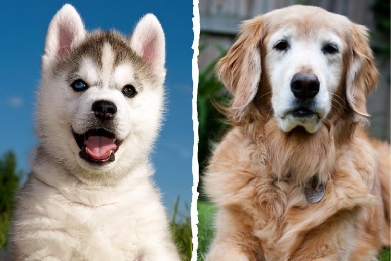 20 Beautiful Dog Colors and Patterns (With Pictures!) - DogsPlanet.com