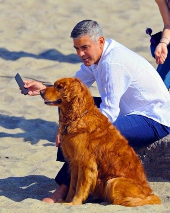 ¿Cuáles son los diferentes colores de Golden Retriever? - DogsPlanet.com