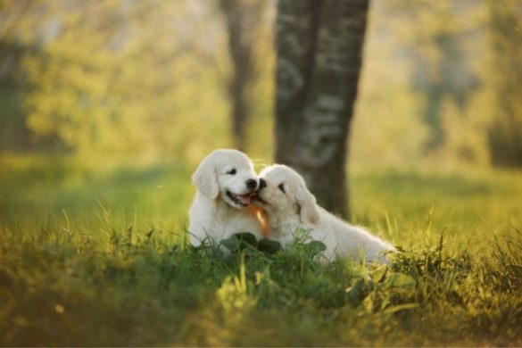 The history and origin of the Golden Retriever - DogsPlanet.com