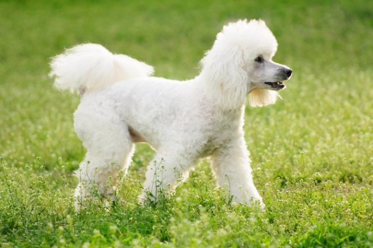 10 beautiful beige-colored dogs - DogsPlanet.com