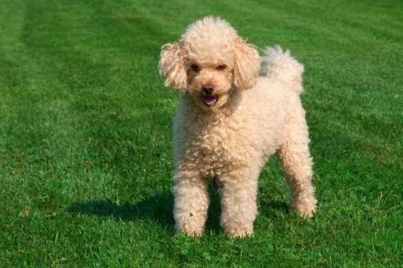 Mini Goldendoodle: everything about this mixed breed - DogsPlanet.com