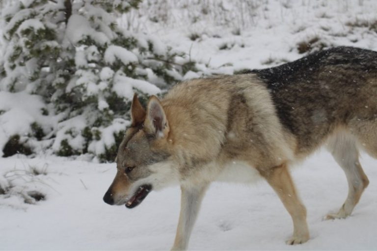 When were dogs domesticated? A complete guide to the evolution of dogs ...