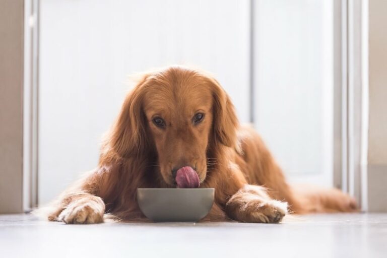 We Tried The 5 Best Fresh Dog Food Brands: Here’s Our Verdict