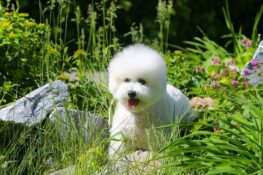 10 calm small dog breeds - DogsPlanet.com