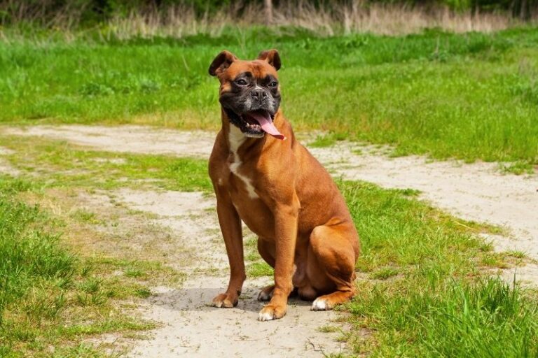 15 Brown Dog Breeds (With Pictures!) - DogsPlanet.com