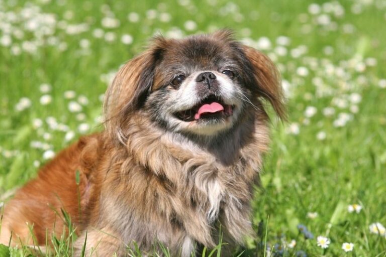 15 Calm Small Dog Breeds Perfect for Apartment Living