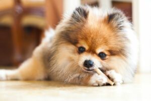 15 Calm Small Dog Breeds Perfect for Apartment Living