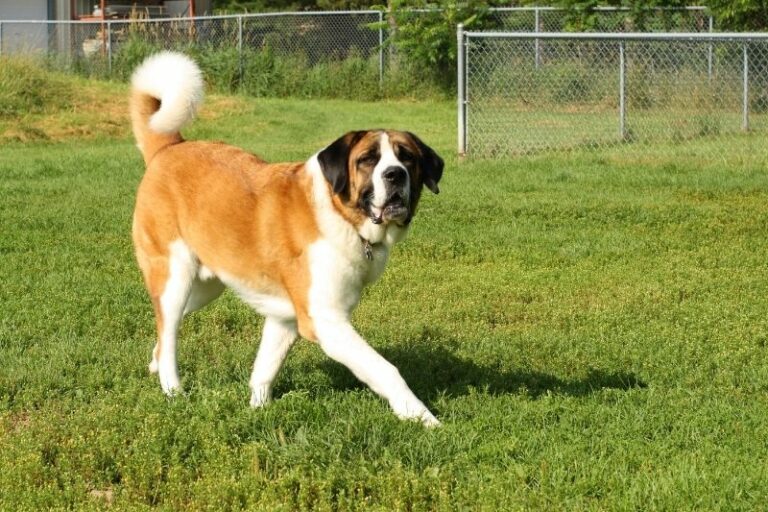 All the Saint Bernard dog colors explained - DogsPlanet.com