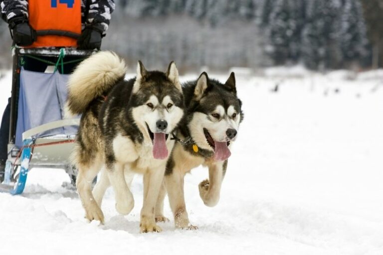 The 10 best sled dog breeds - DogsPlanet.com