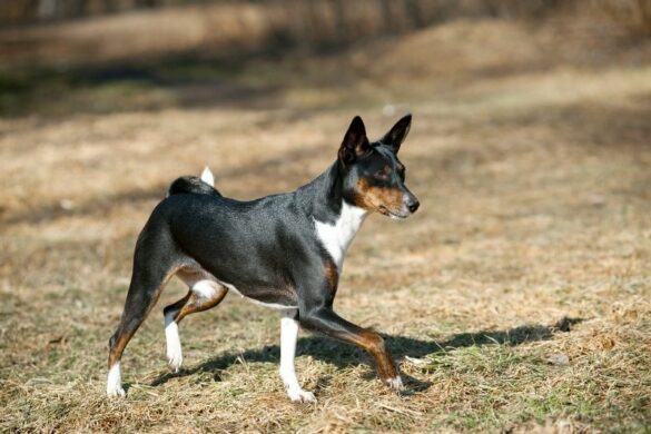 20 Tricolored Dog Breeds (With Pictures!) - DogsPlanet.com