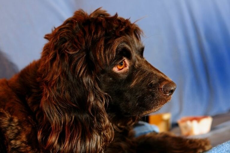 10 dog breeds with amber eyes - DogsPlanet.com