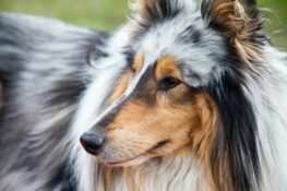 20 Tricolored Dog Breeds (With Pictures!) - DogsPlanet.com