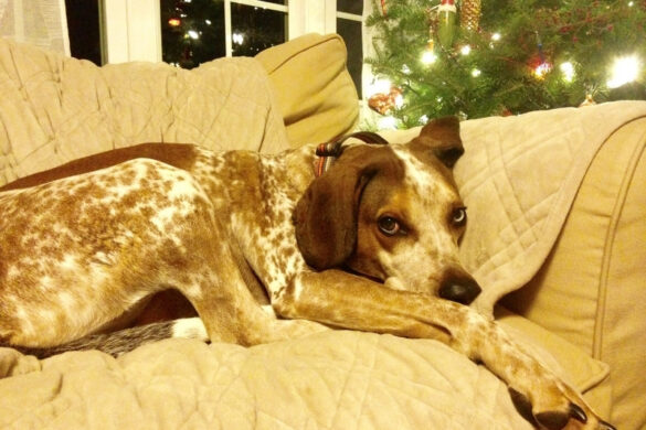 Redtick coonhound: All about this breed - DogsPlanet.com