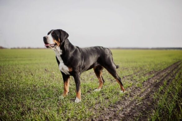 20 Tricolored Dog Breeds (With Pictures!) - DogsPlanet.com