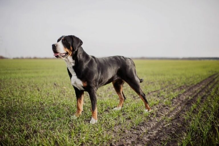 20 Tricolored Dog Breeds (With Pictures!) - DogsPlanet.com