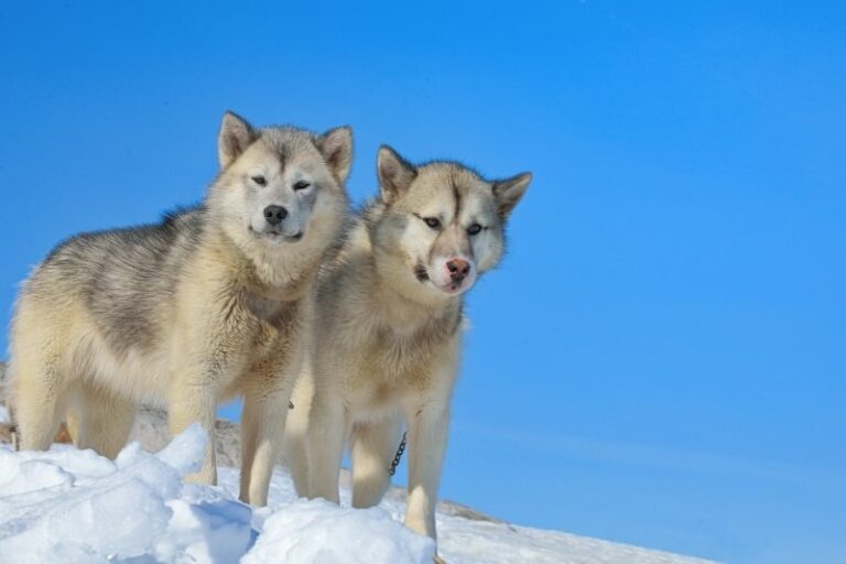 The 10 best sled dog breeds - DogsPlanet.com
