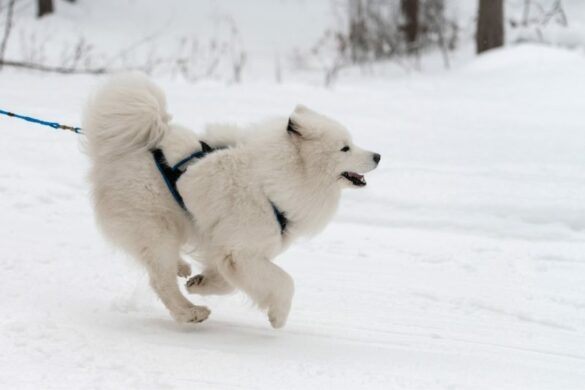 The 10 best sled dog breeds - DogsPlanet.com