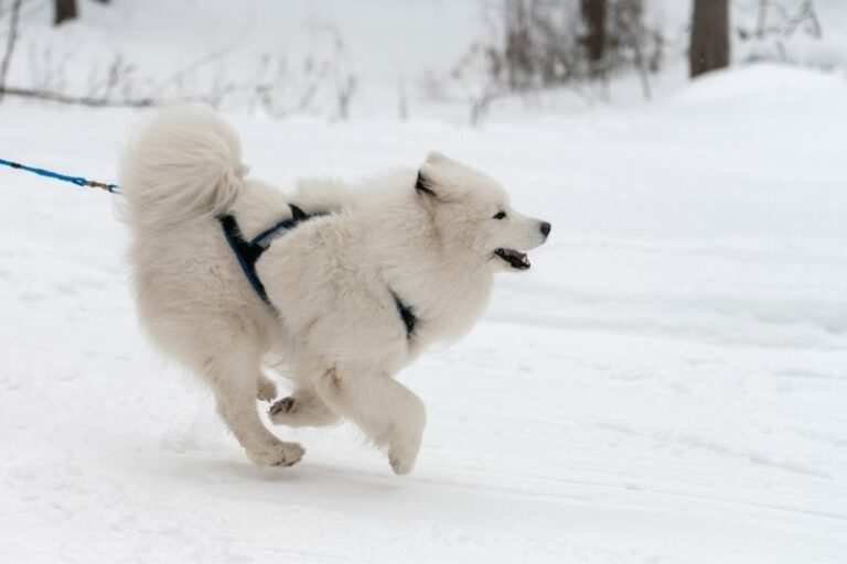 The 10 best sled dog breeds - DogsPlanet.com